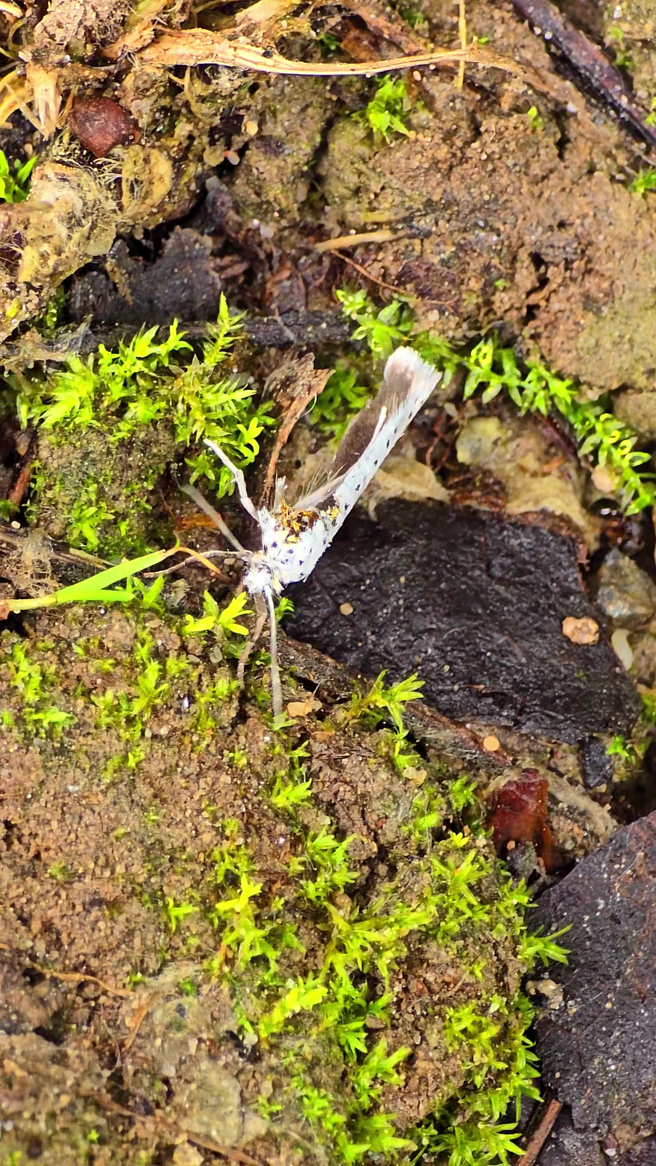 Injured gypsy moth / this beautiful insect is missing a wing.