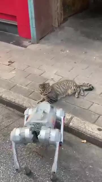Cute cat vs robot