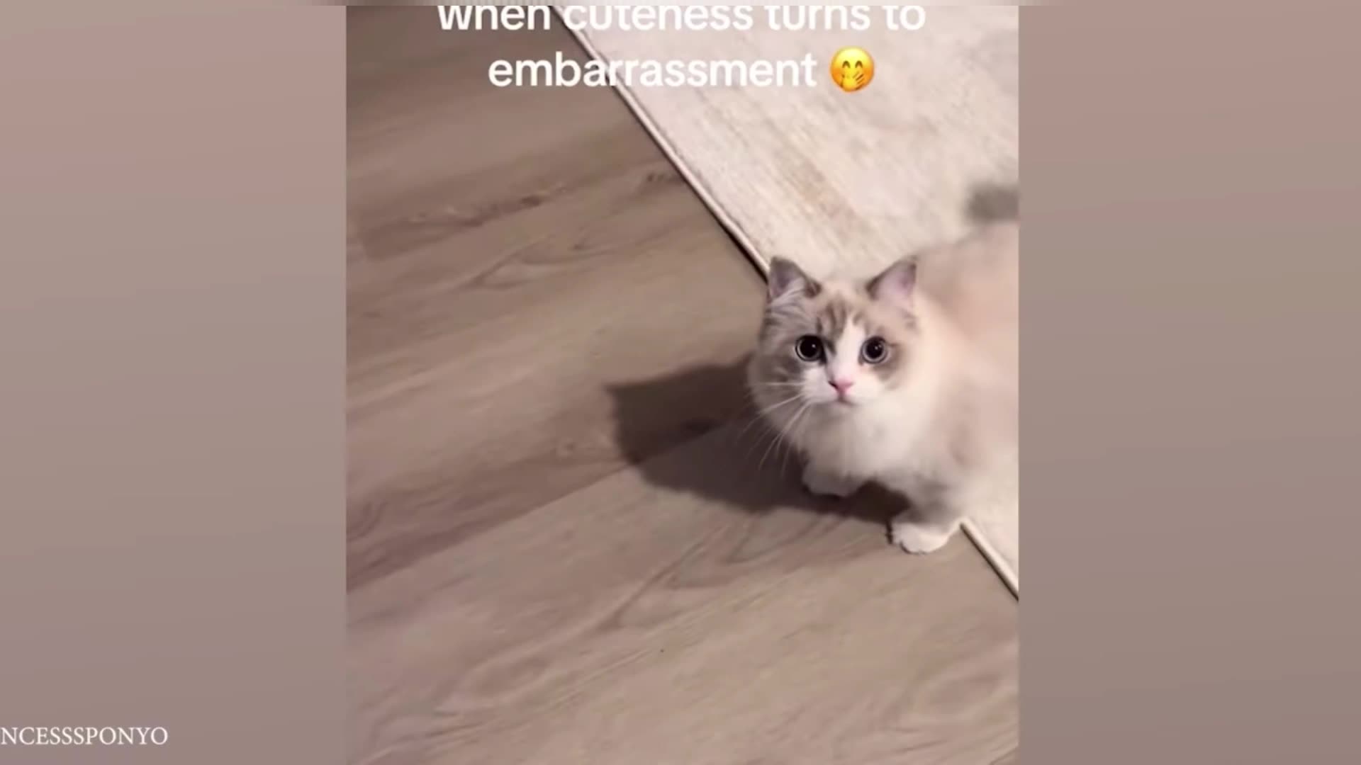 Funny Dogs and Cats Make You Unable To Stop Laughing