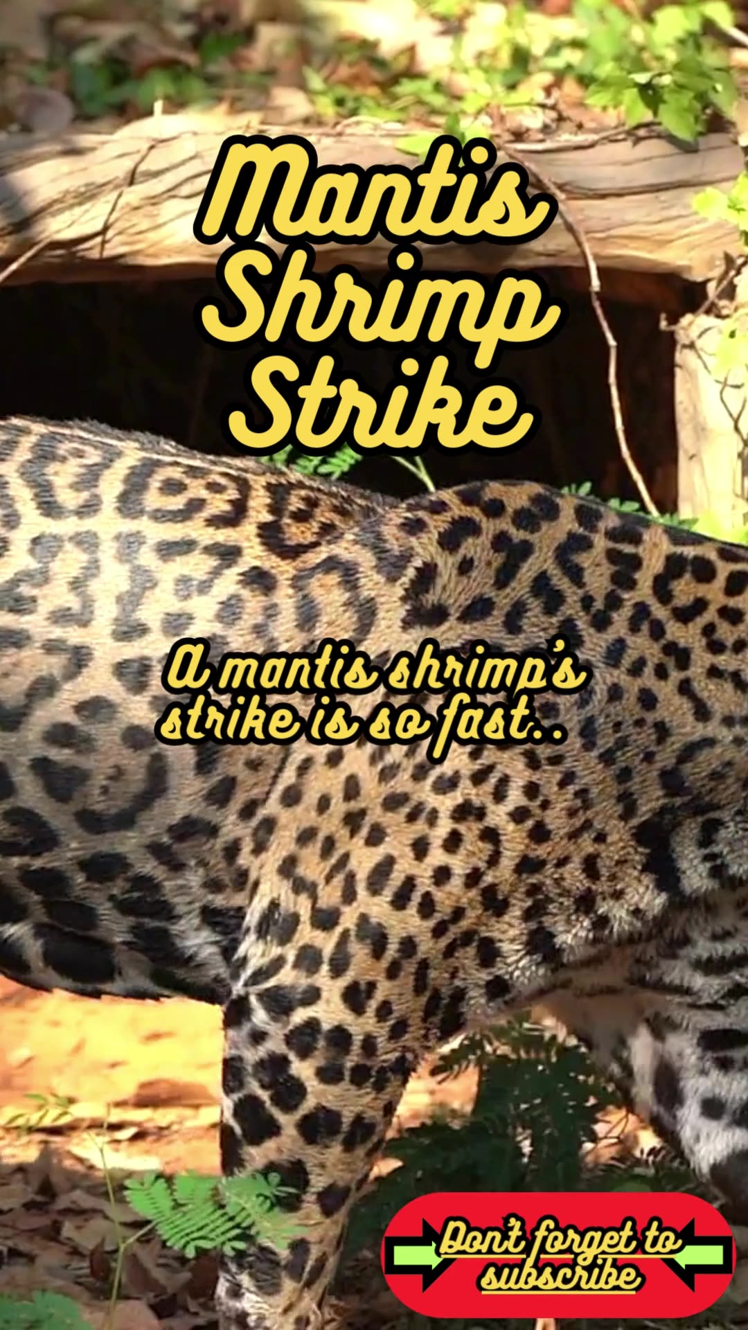 Animal Facts Mantis Shrimp Strike #shorts