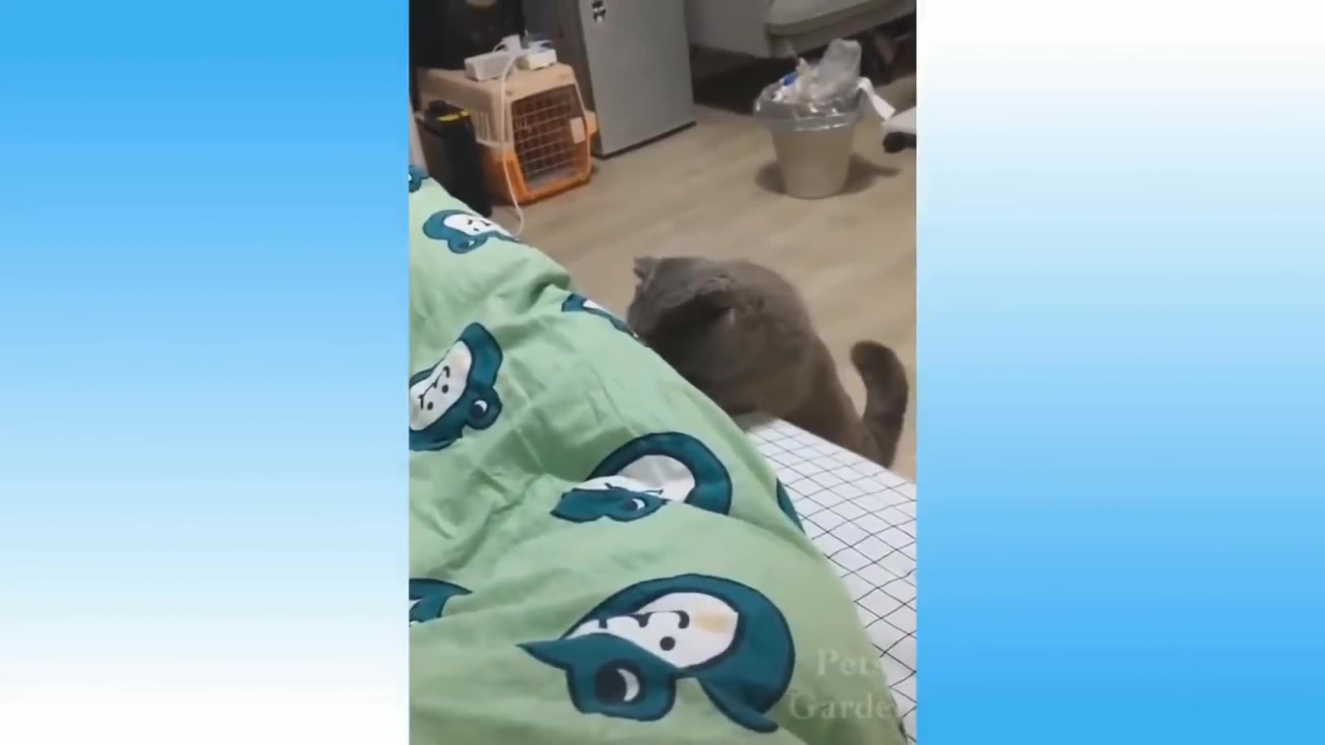 Funny Animals 🐧 - Best Of The 2024 Funny Animal Videos 😁 - Cutest ...