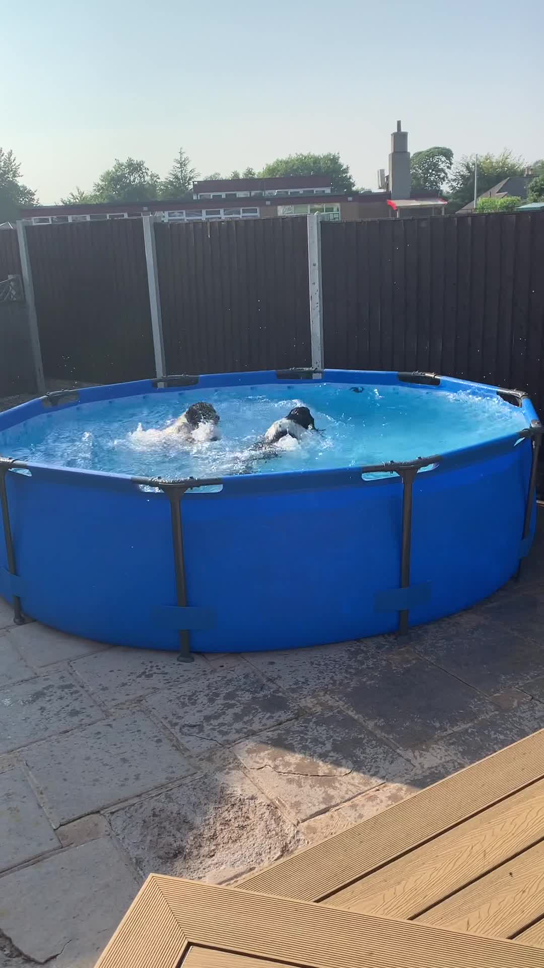 Springer Spaniels Enjoy Splashing Around the Pool