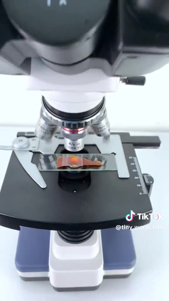 Hot dog look cool at 100x magnification!#microscope