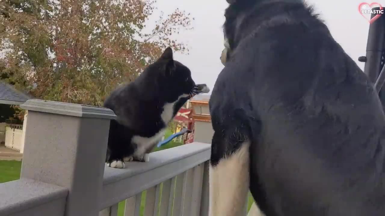 Funny Cat Fails Funny Cat Compilation Failarmy