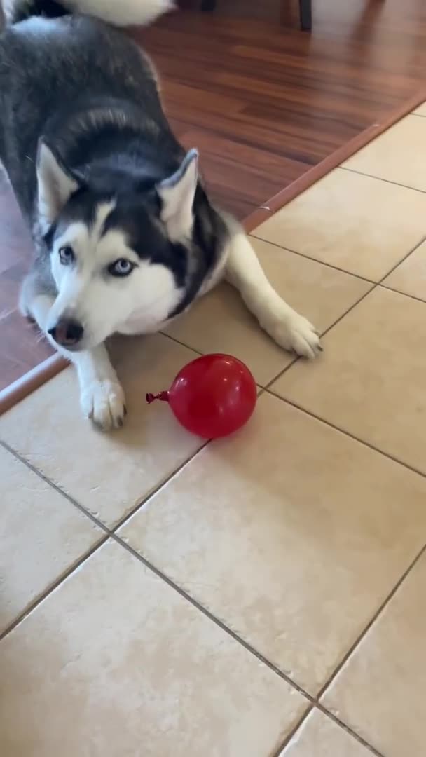 Water Ballon EXPLODES On HUSKY DOG'S FACE!!! (PART 3) #shorts