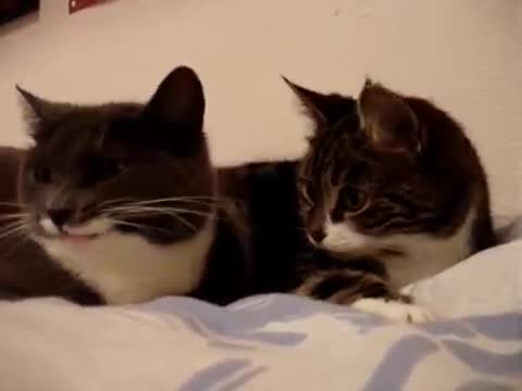 A very strange dialogue between two cats