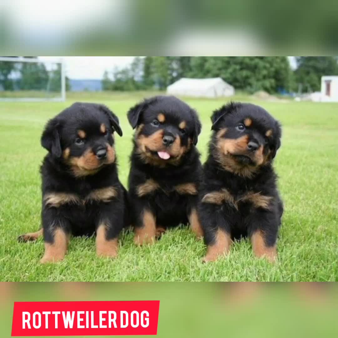 Rottweiler dog