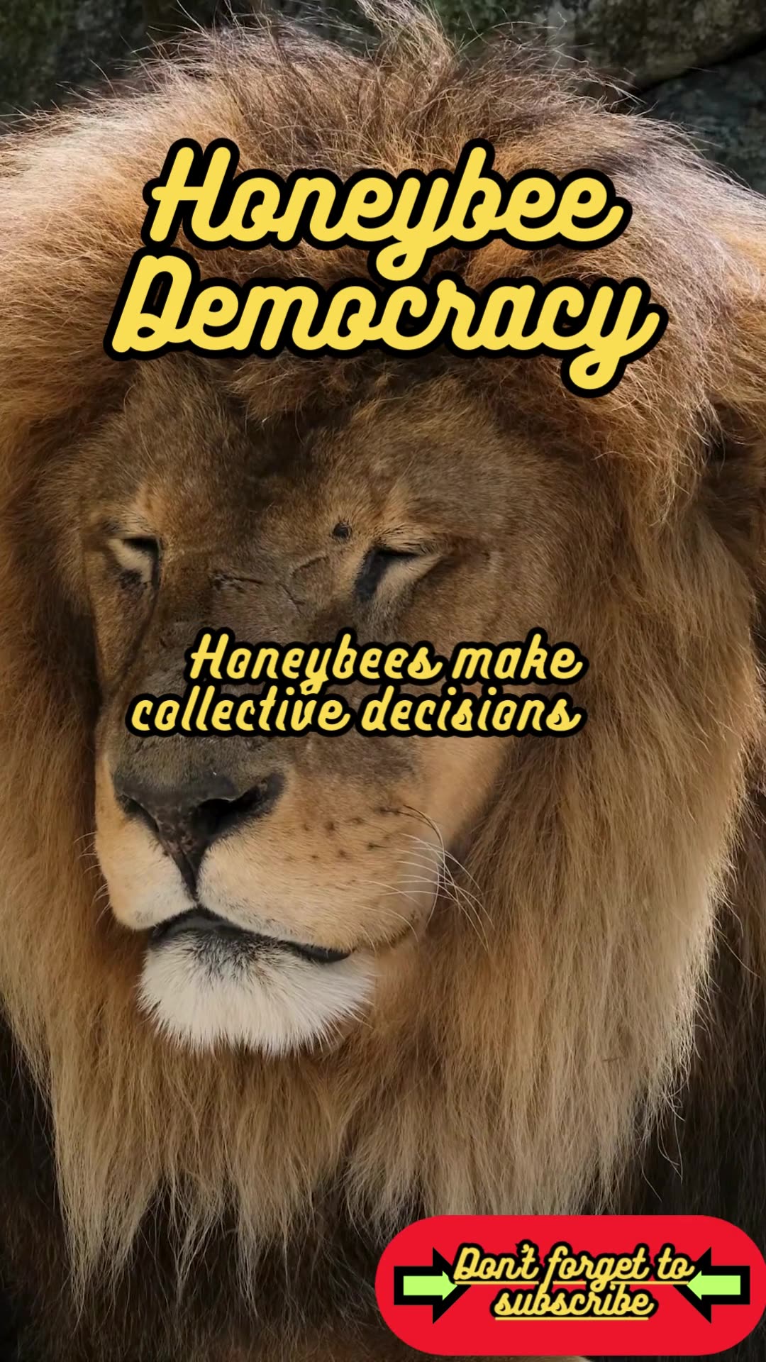 Animal Facts Honeybee Democracy #shorts
