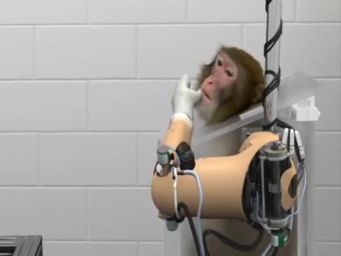 Monkey uses brain to control prosthetic arm