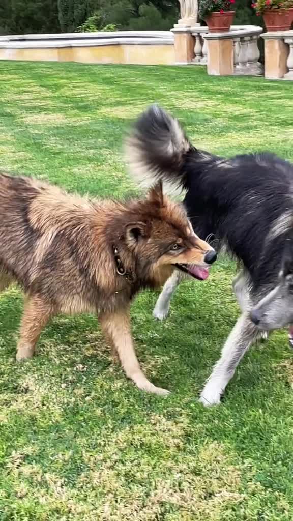 Two monster german shephrd playing in the garden | german shephard training