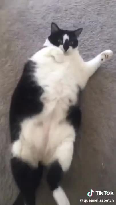 Thicker Than A Snicker Heavy As A Chevy TikTok Compilation