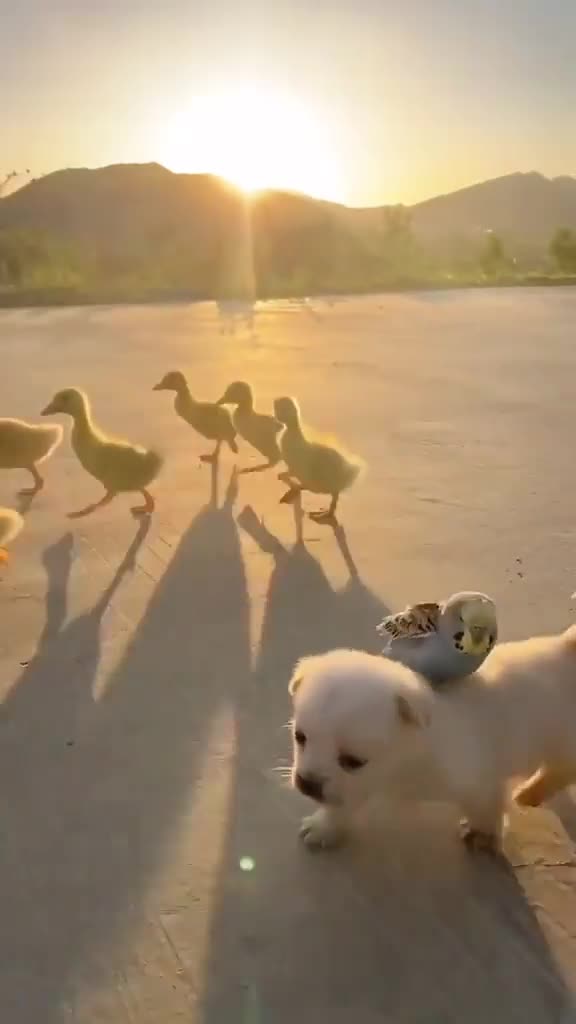 Woow really amazing cute