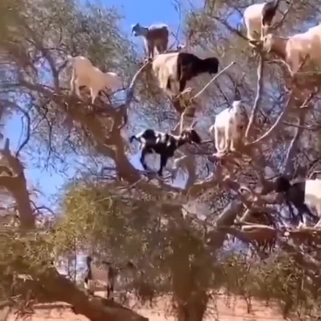 The goat family tree