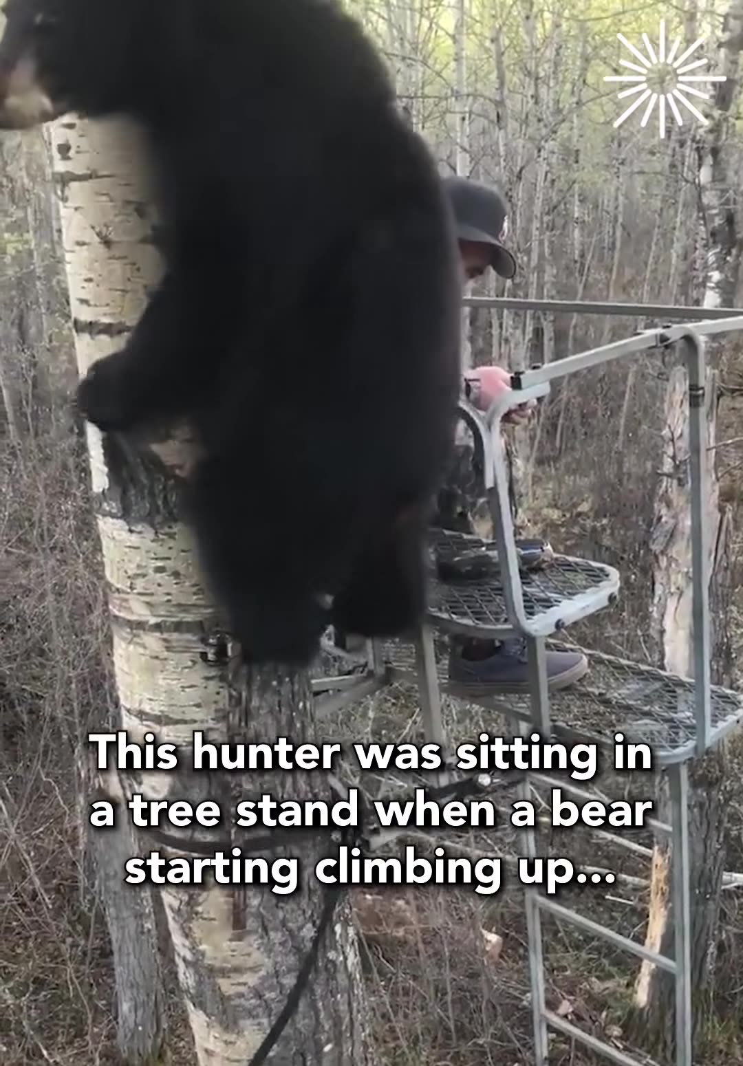 Hunter experiences close encounter with bear in tree stand