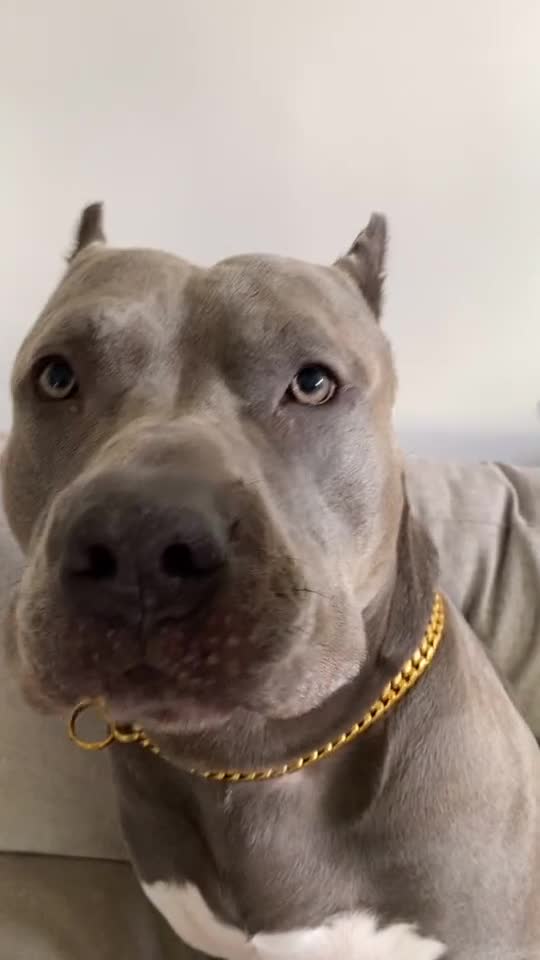 Playing With Bulldog