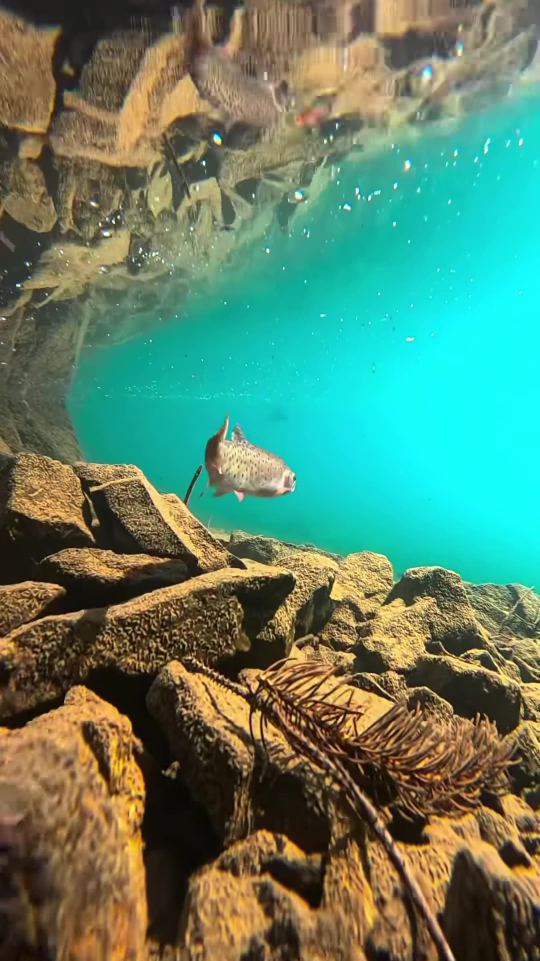 Beautiful Fish chill being filmed way up in an alpine lake