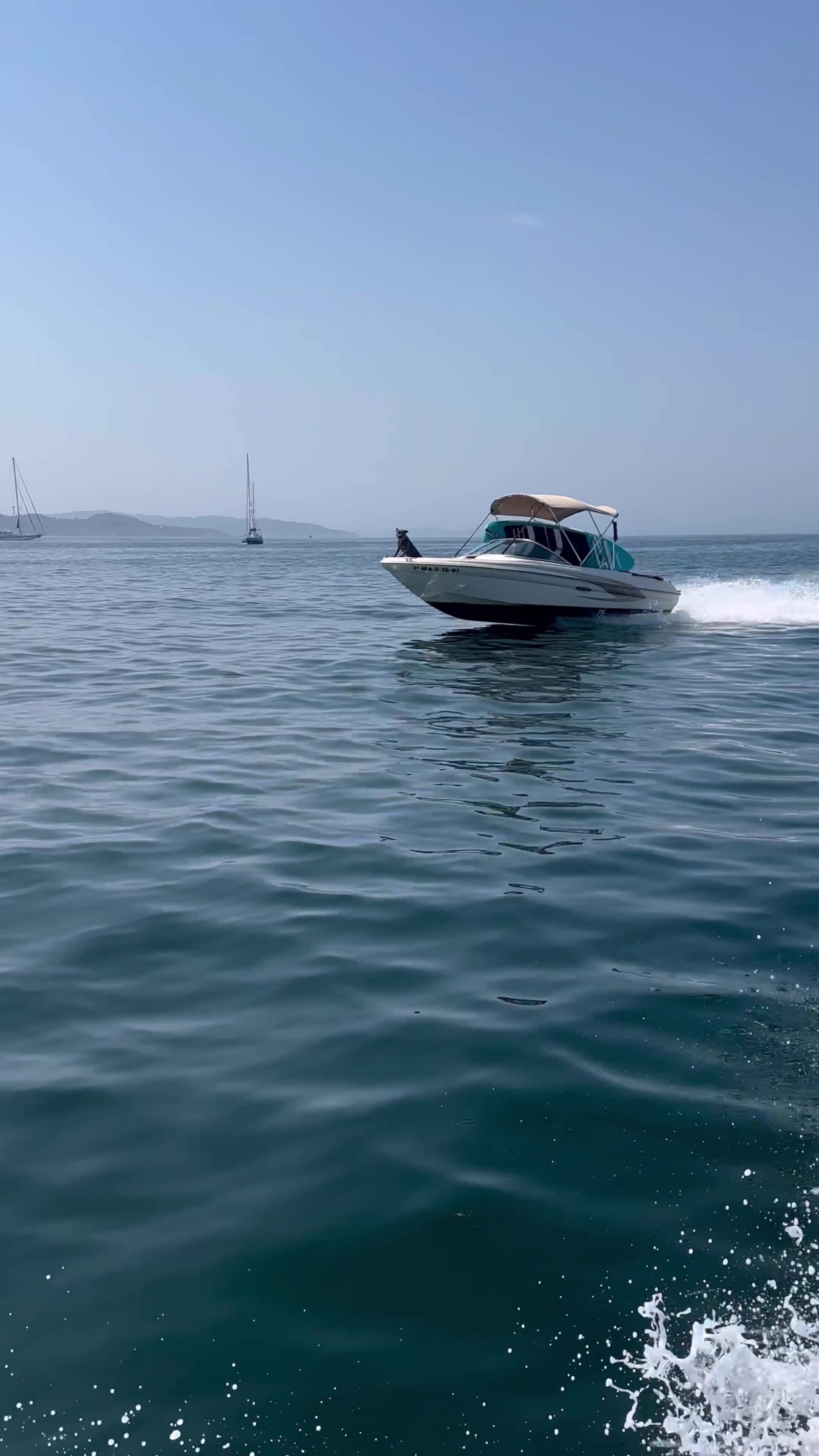 Dog Rides on Speedboat