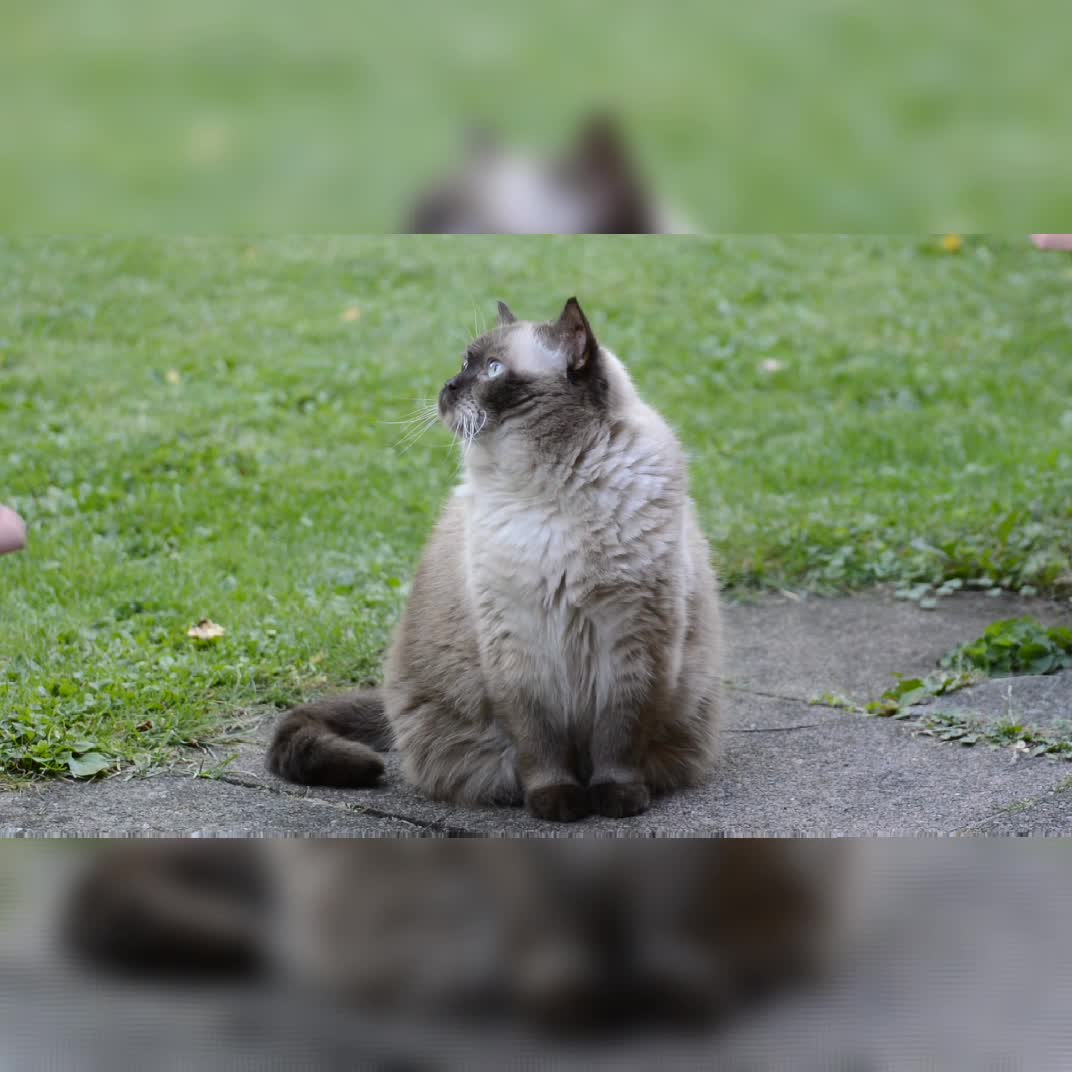 cute animals | cute cats | cute pappy |cute dogs | cute birds|cute pets ...