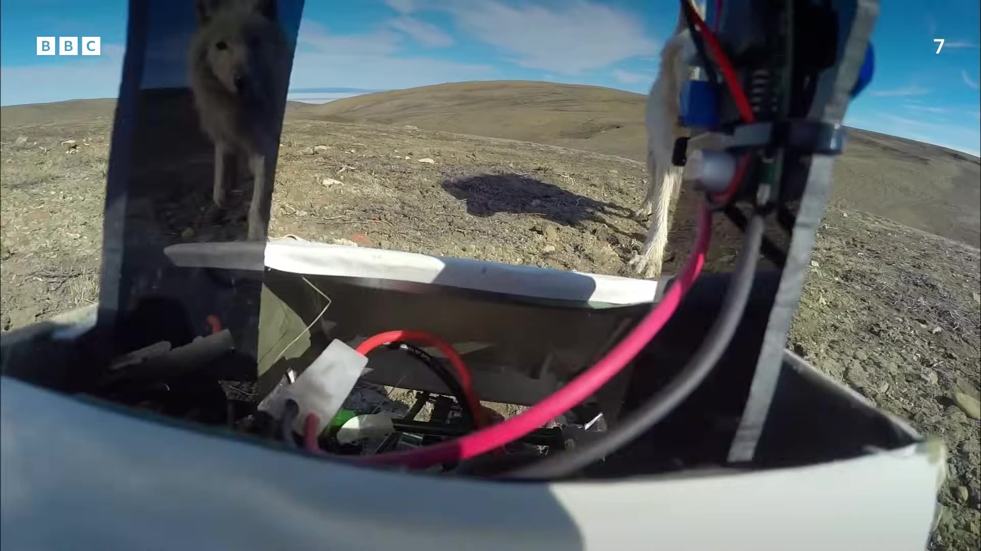 Top 10 Wolf Moments Bbc Earth