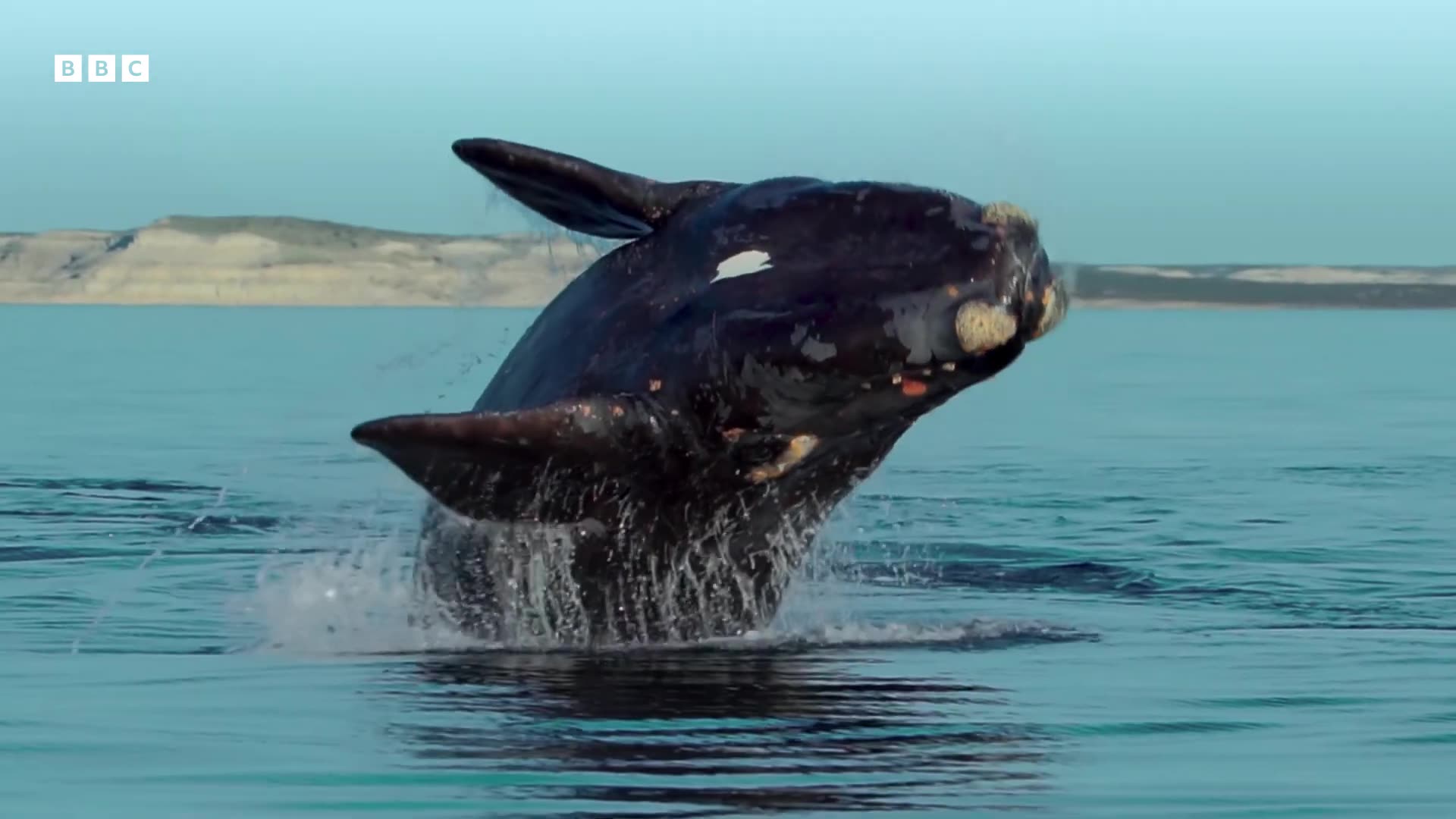 The Surprising Benefits of Whale Poo Our Planet Earth BBC Earth