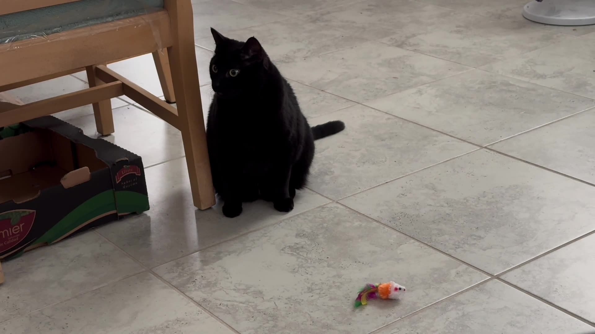 Cute Piper Cat Leaves the Area That Has the Weird Toy - Adopting a Cat ...