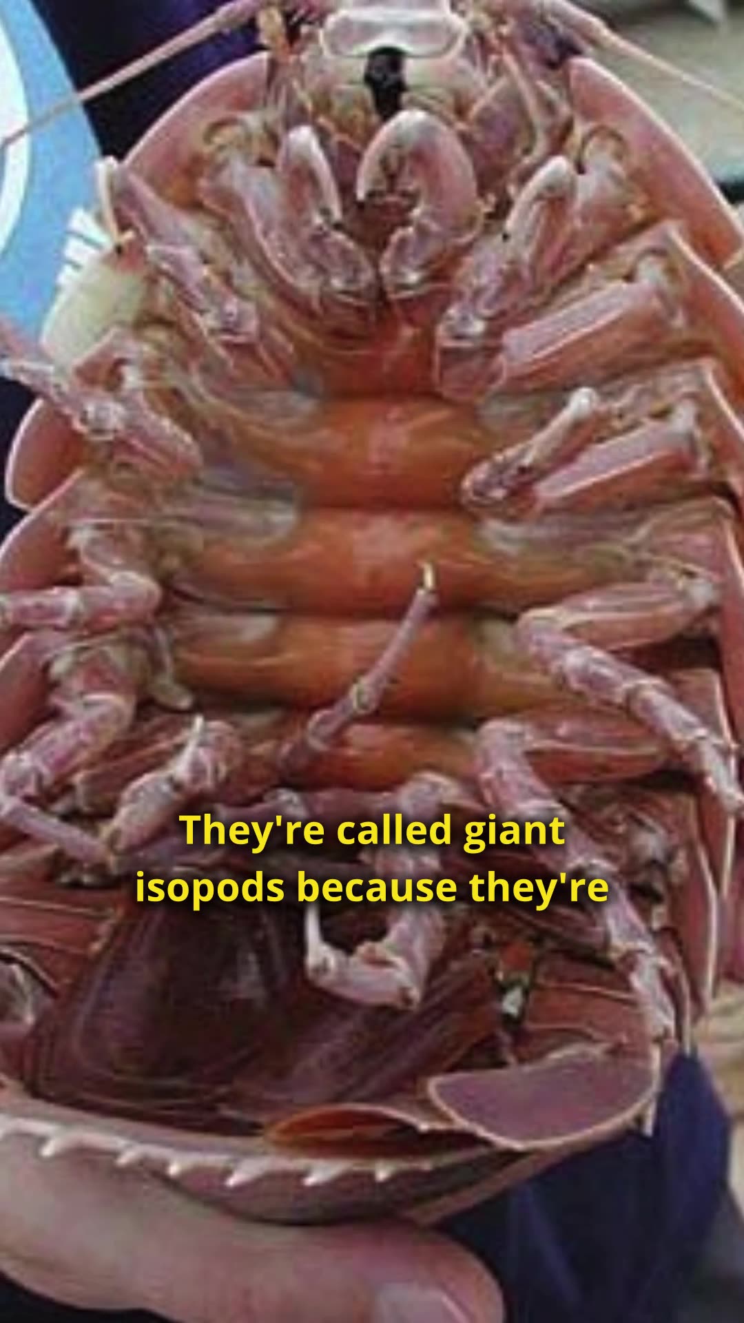 Giant Isopod - The Scary Deep Sea Crawlies