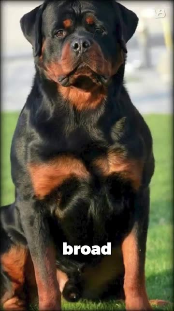 German Rottweiler or American Rottweiler