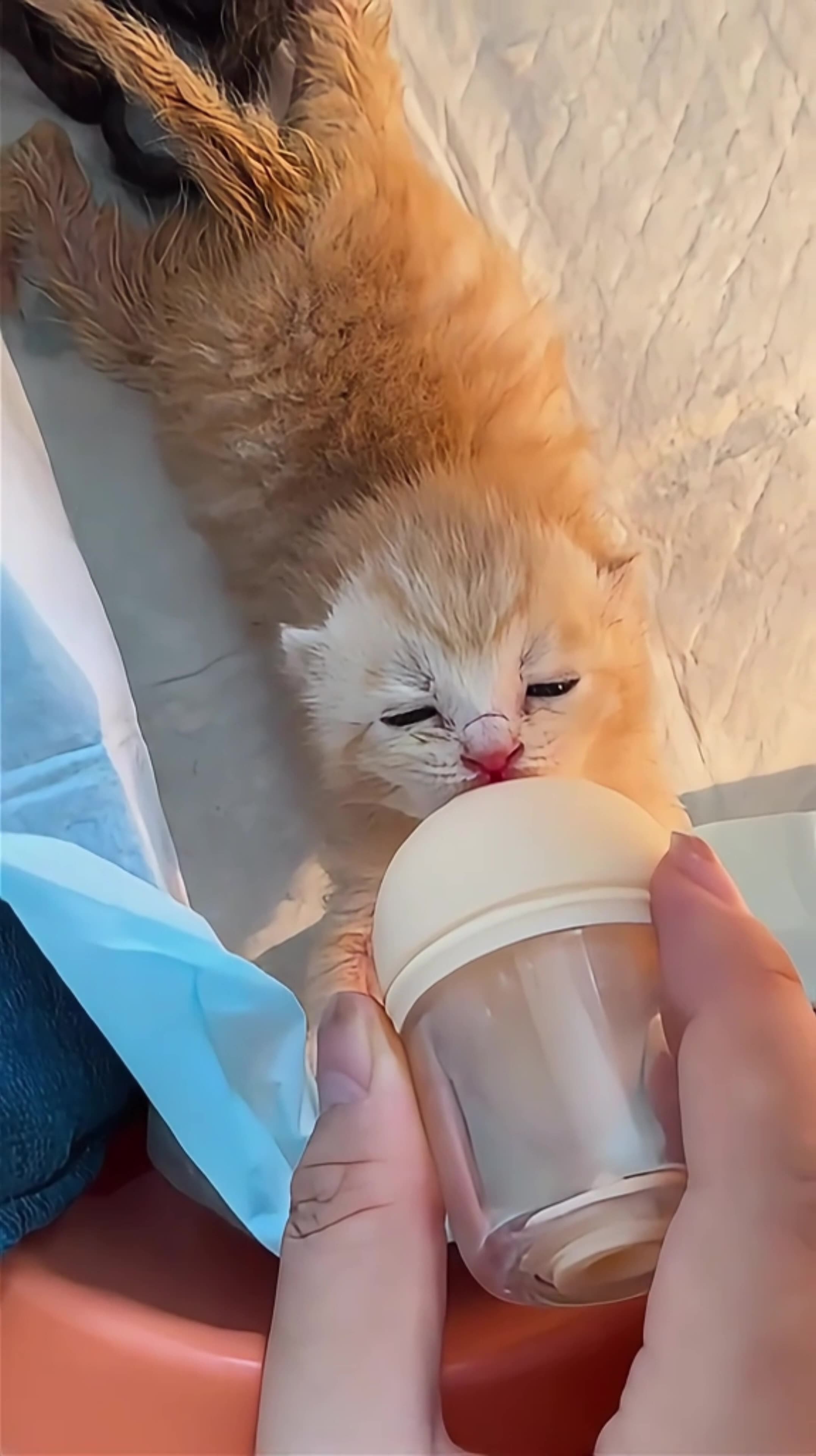 Cute animal kitten #cat #cute #kitten #pets #meow #videos #shorts