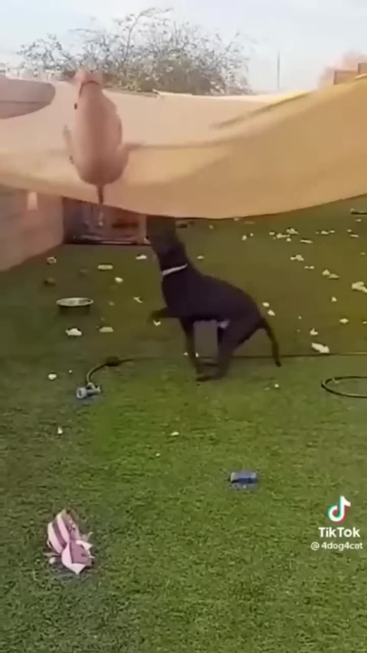 Cute and Funny Animal Video😂|| Funniest Viral Puppy Cat clips😹