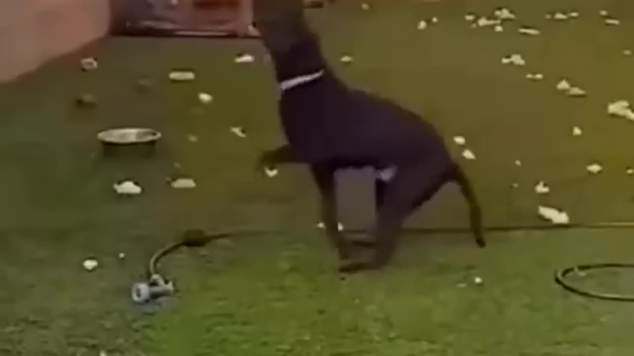 Cute and Funny Animal Video😂|| Funniest Viral Puppy Cat clips😹