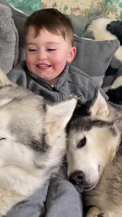 Baby & Huskies love to giggle & cuddle