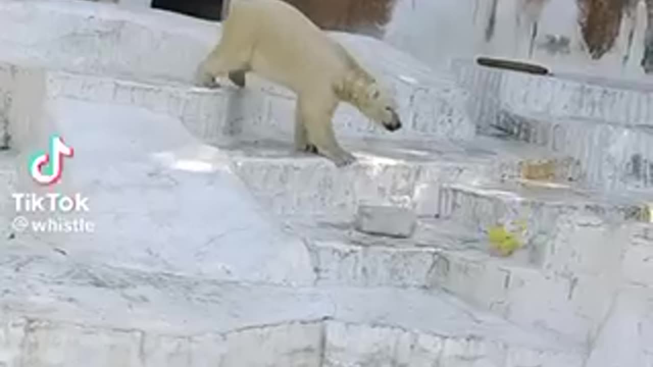 Cute bear