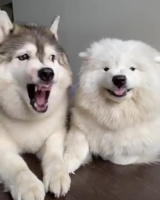 samoyed funny compilation