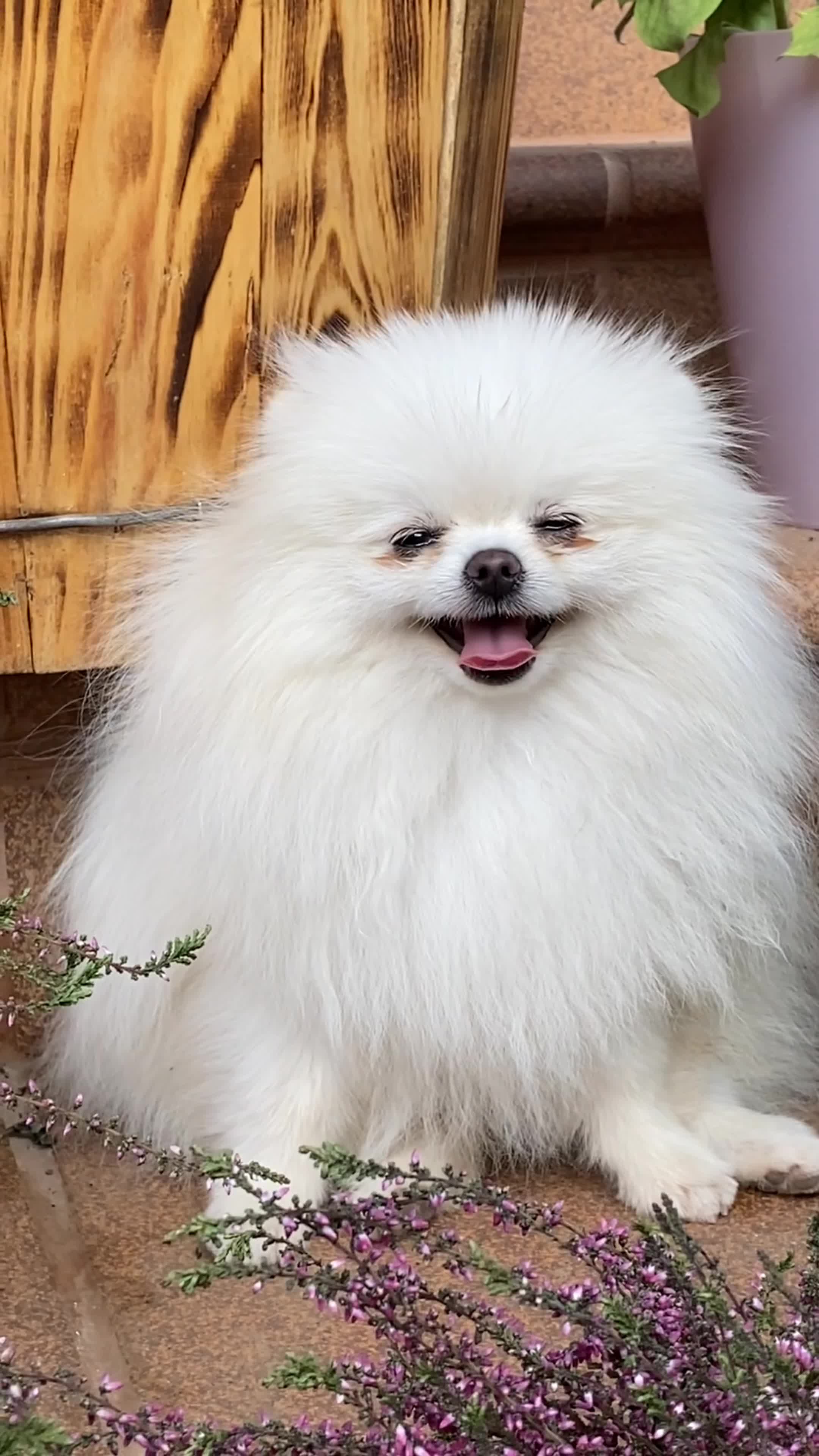 😱Cutes 🐕American 🐈dogs | Cutest dog😱 in the world 🐕| Cute dogs clips