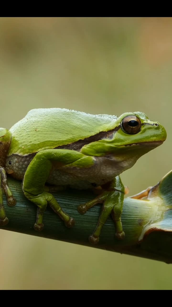 sounds and veraity of frog 🐸 #frogs#sounds