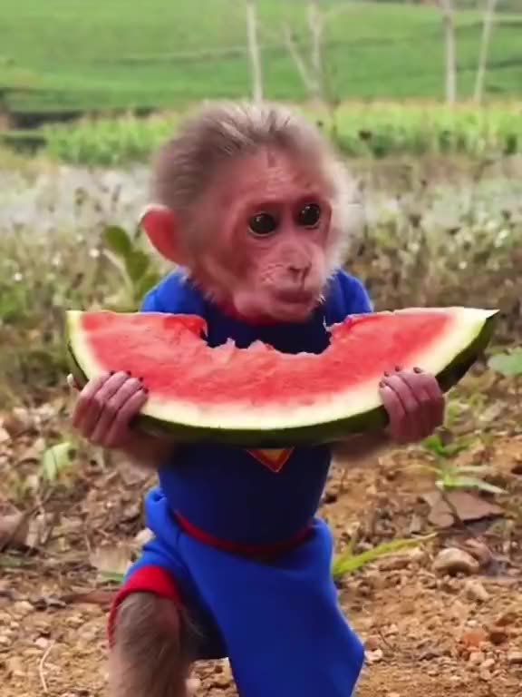 Munching Monkeys: A Delightful Feast for the Senses!