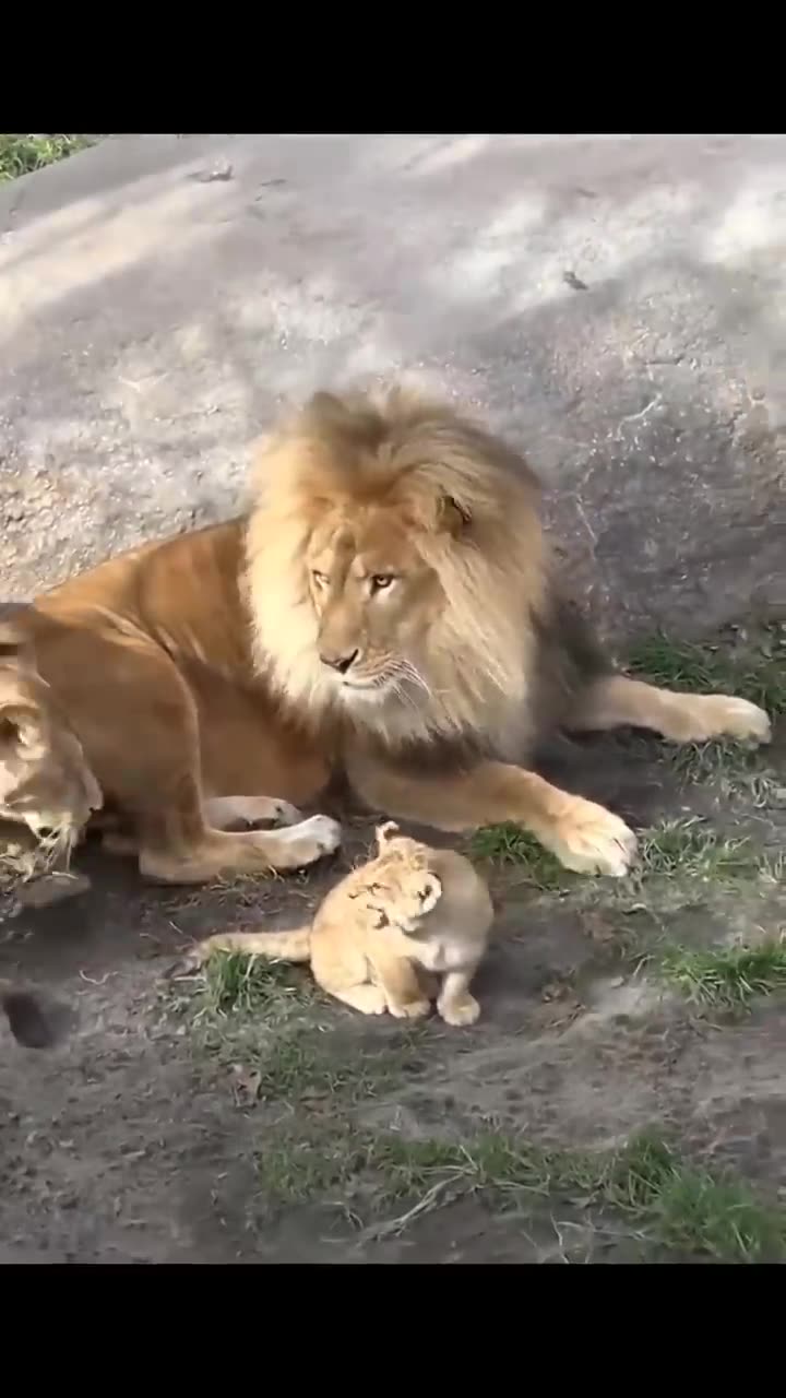 Animals,When the lion cub suddenly came, the lion got scared😂😂😂😂