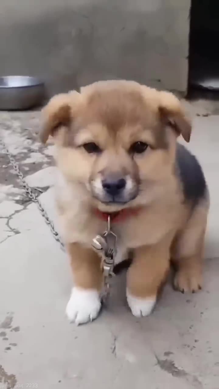 Watch My Puppy Grow | Labrador Retriever one month transformation ...