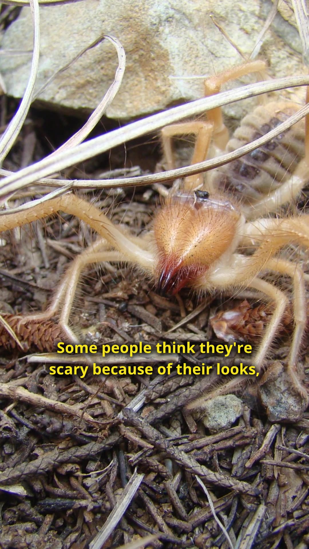 Meet the Camel Spider AKA The Deadly Wind Scorpions