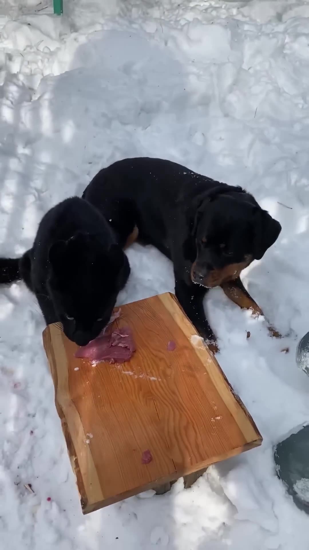 Leopard_and_Rottweiler_share_a_piece_of_meat(1080p