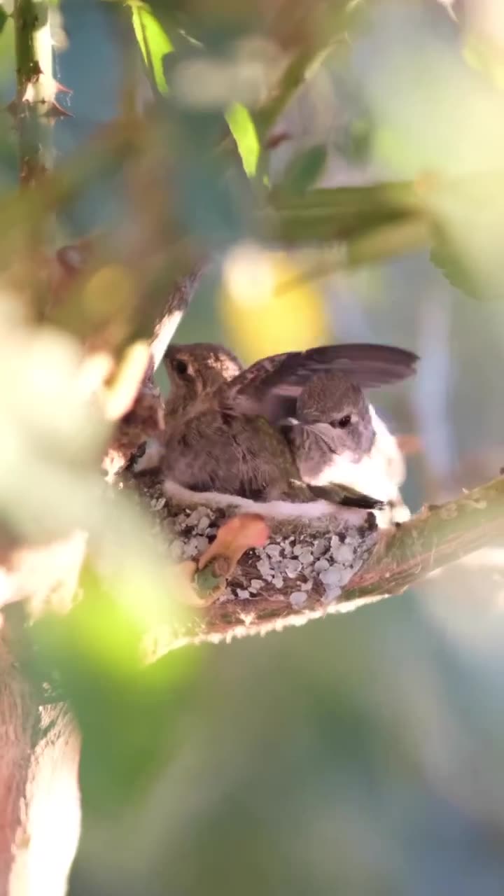 "From Nectar to Wings: The Fascinating Journey of a Hummingbird's Life ...