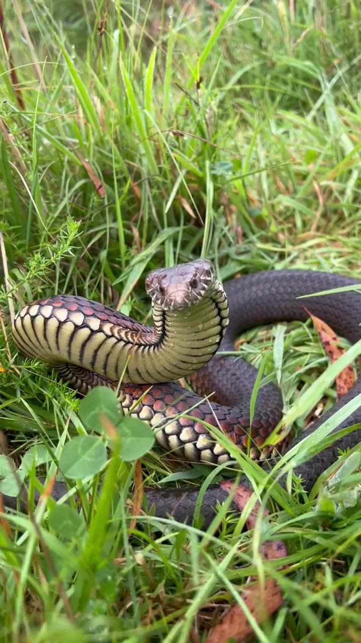 beautiful snake