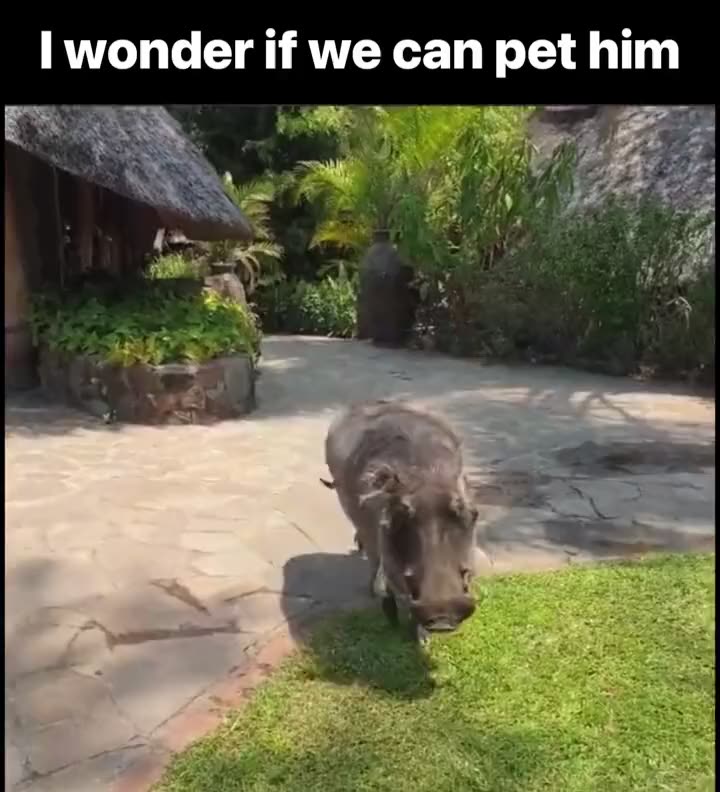 MAGA TIME! (Real Life Pumba)