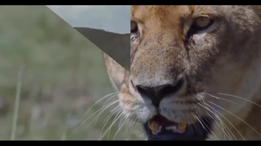 ferocious animals - lion