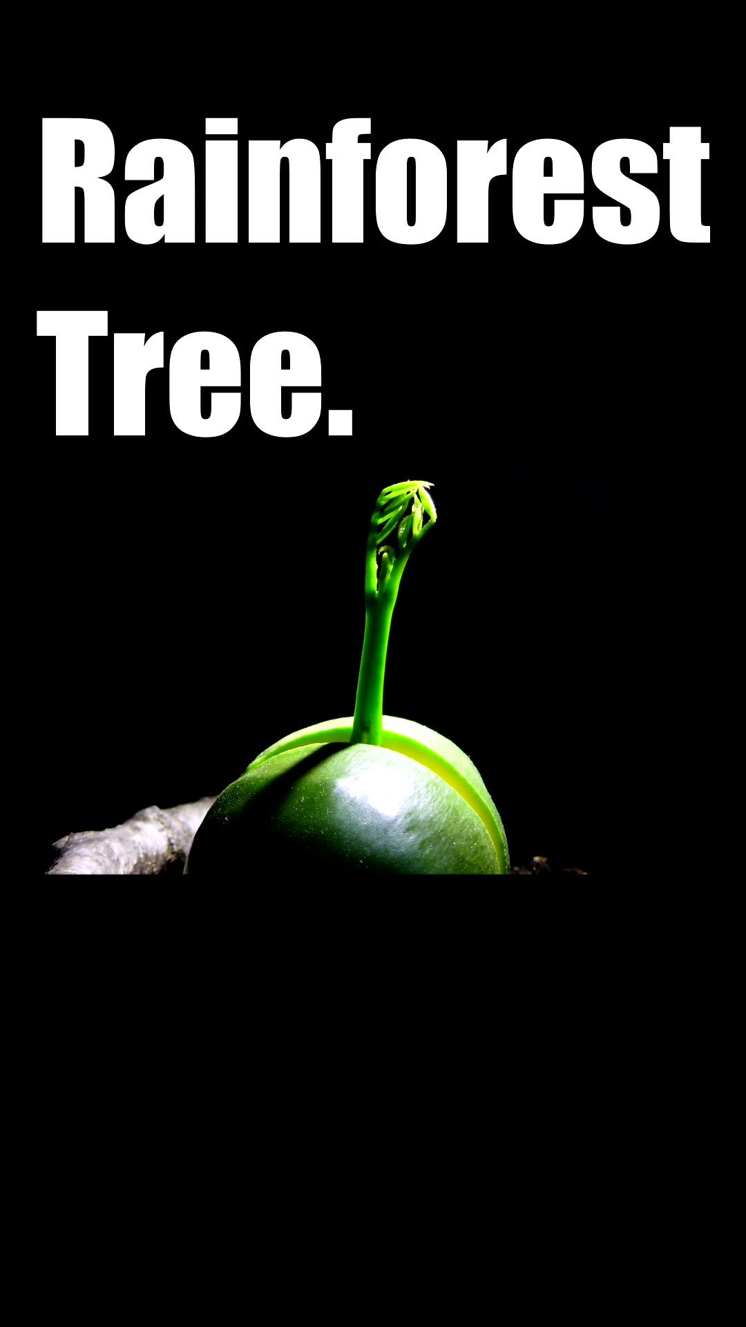 Germination Time Lapse of a Giant Rainforest Tree Seed