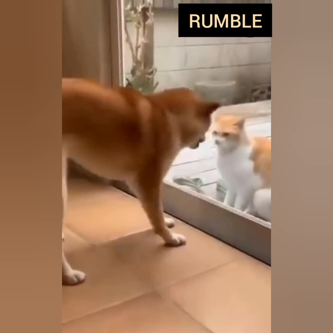 Messing around with cute animals