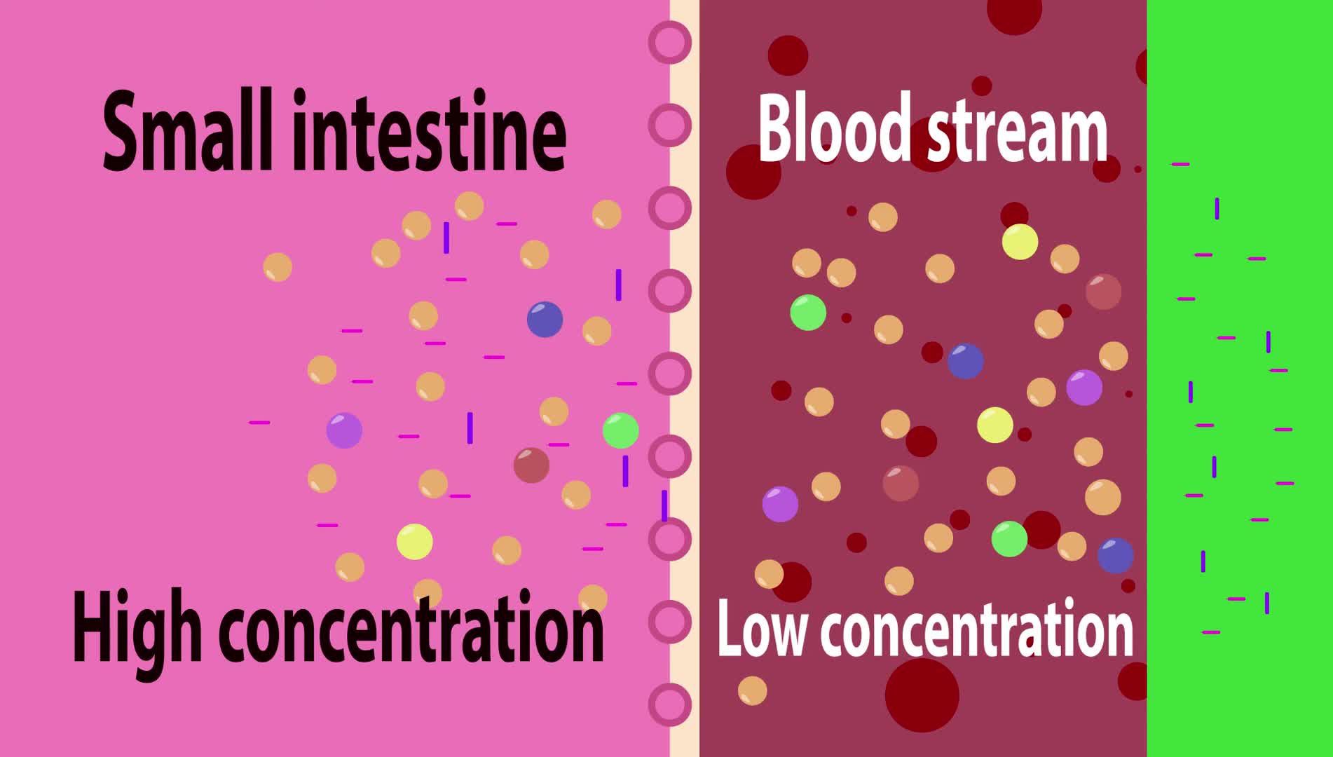 Small Intestine And Food Absorption Physiology Biology Fuseschool