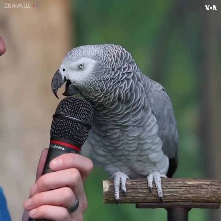 Wonderful Talking Parrot