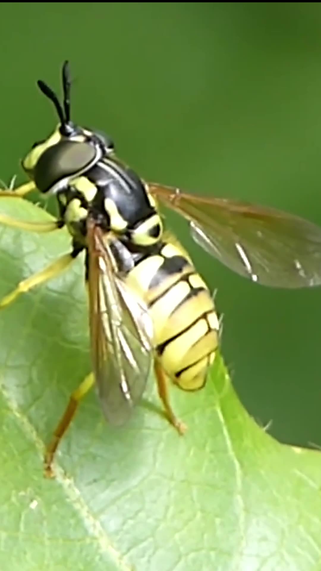 TWO FACED Wasps Who are Actually Flies? #insects