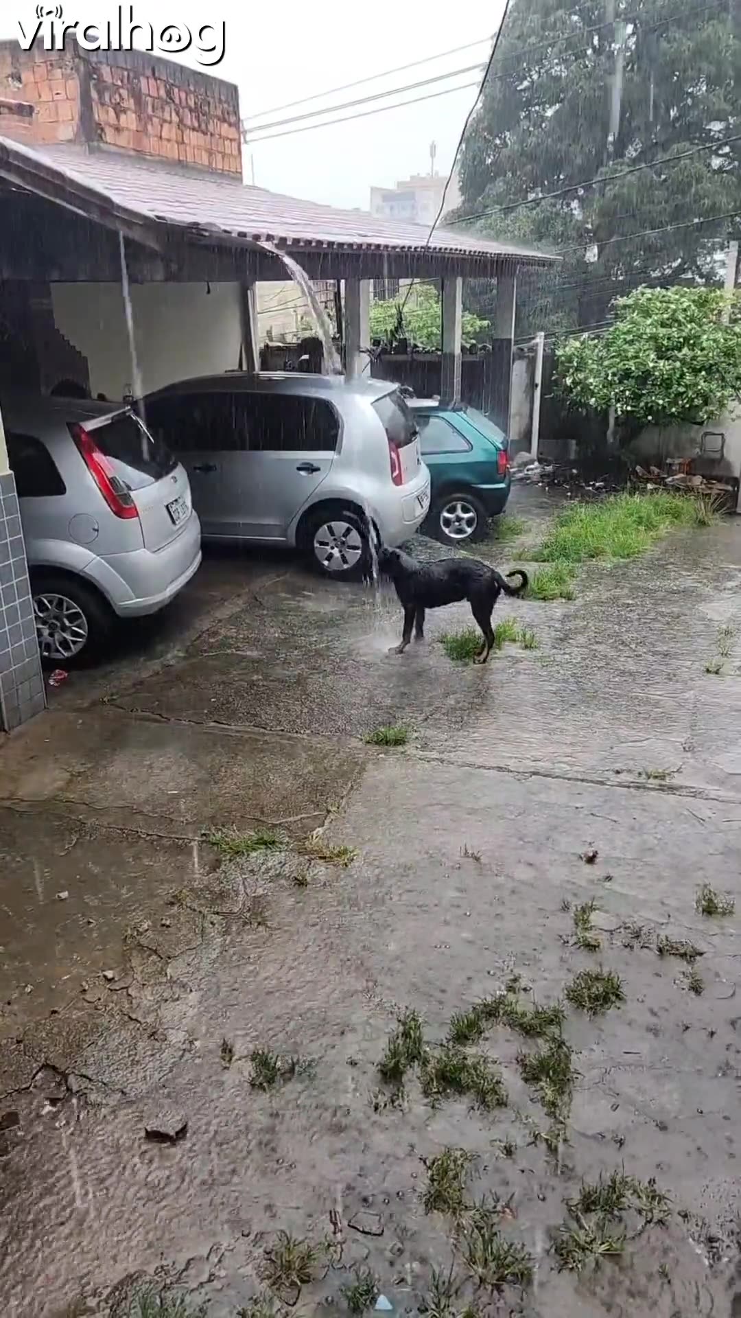 Rottweiler Enjoys a Rain Gutter Shower